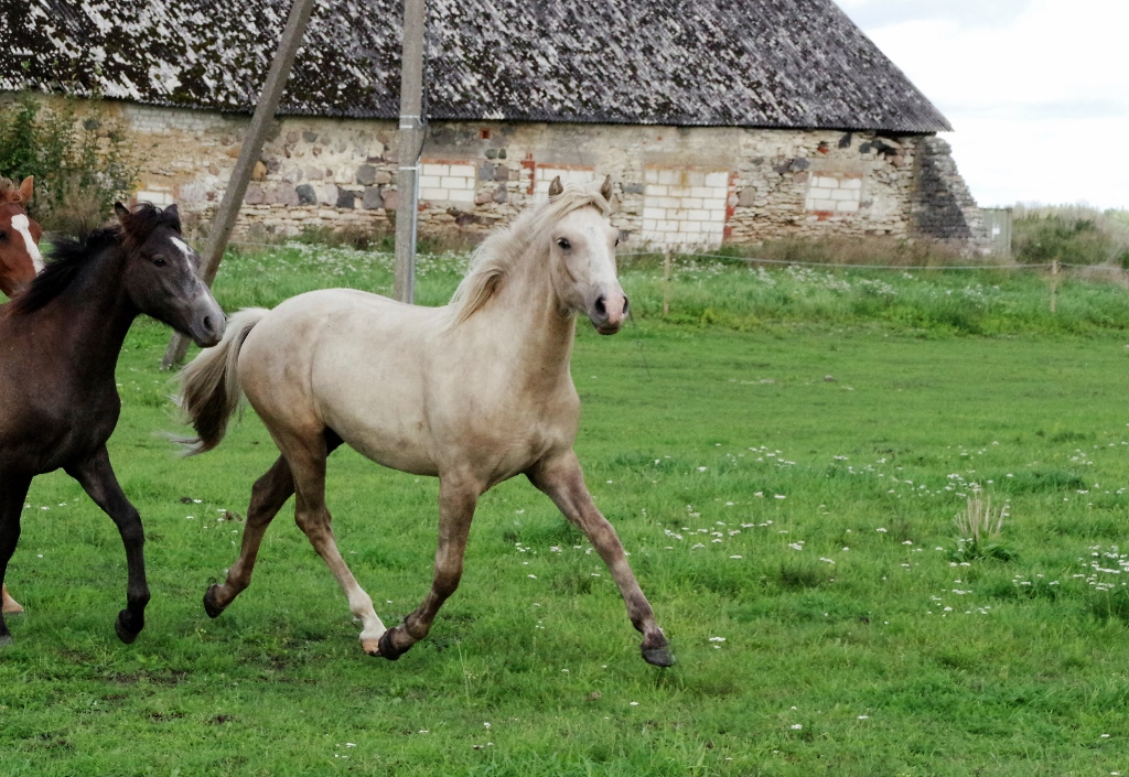 VOORE TALLID | Voore Lilender